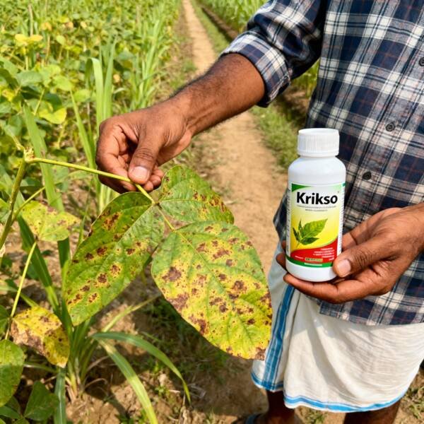 Understanding Crop Diseases and Infections: Causes, Prevention, and ...